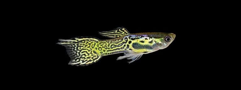 What are the Most Rare Guppy Breeds?